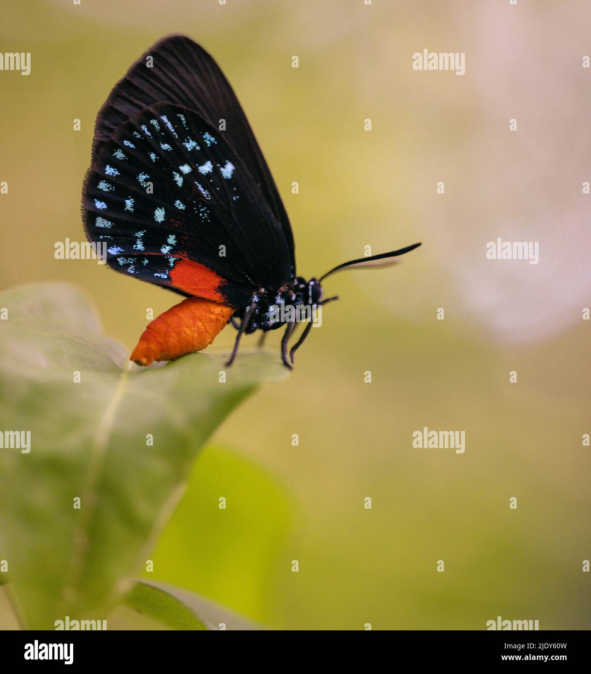 Miami blue butterfly hi-res stock photography and images - Alamy