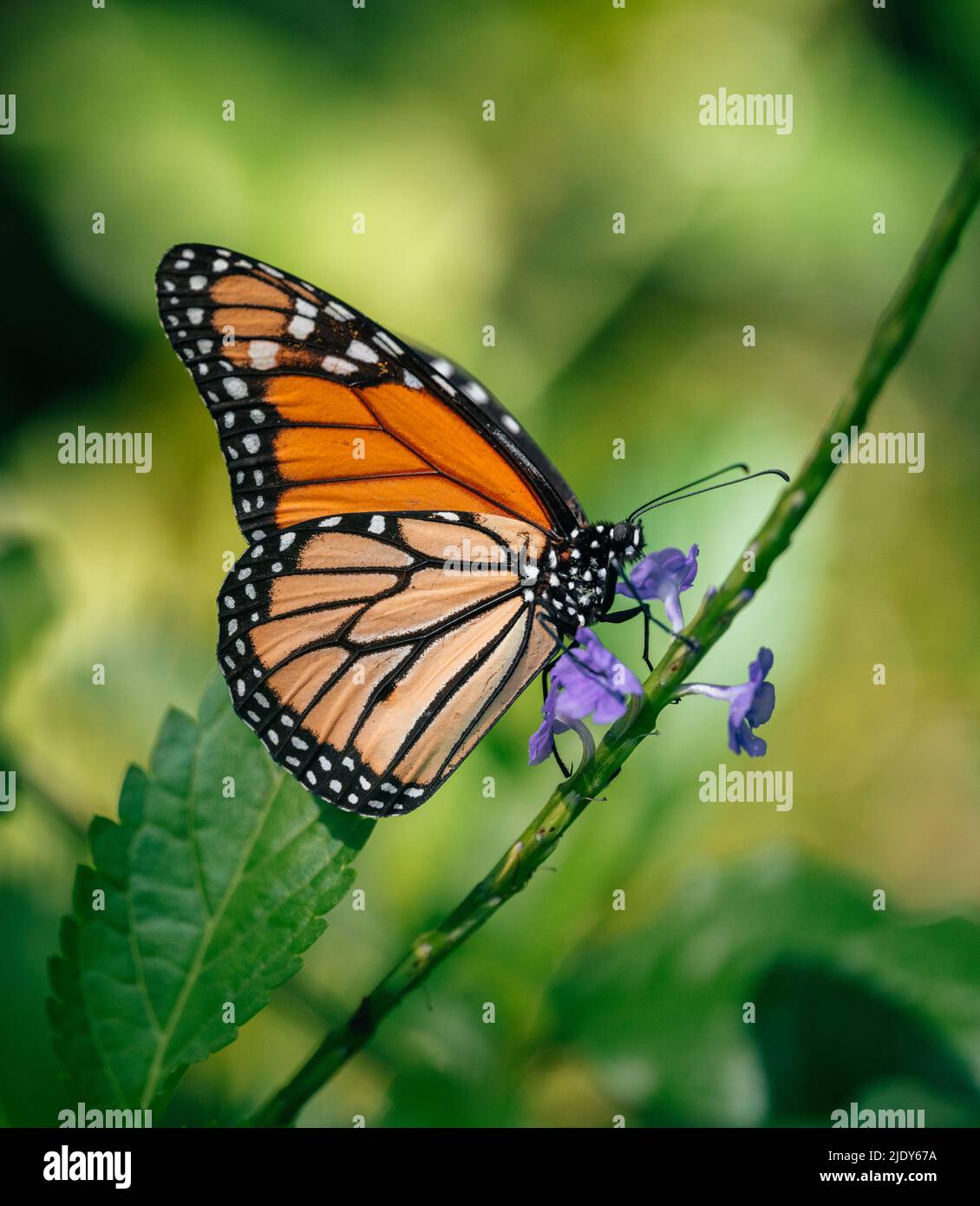 monarch butterfly on a flower Stock Photo - Alamy