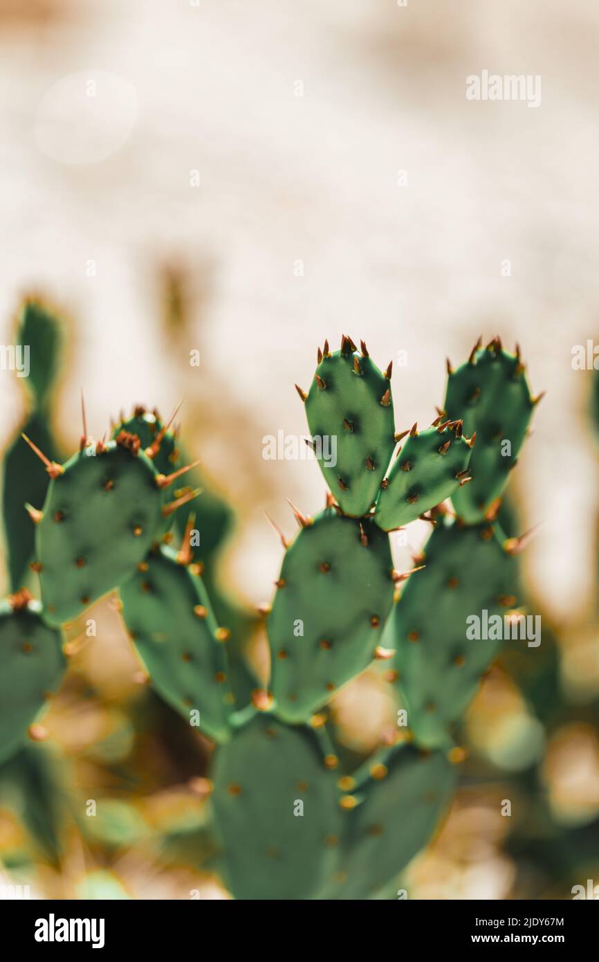 cactus with thorns California usa Stock Photo - Alamy
