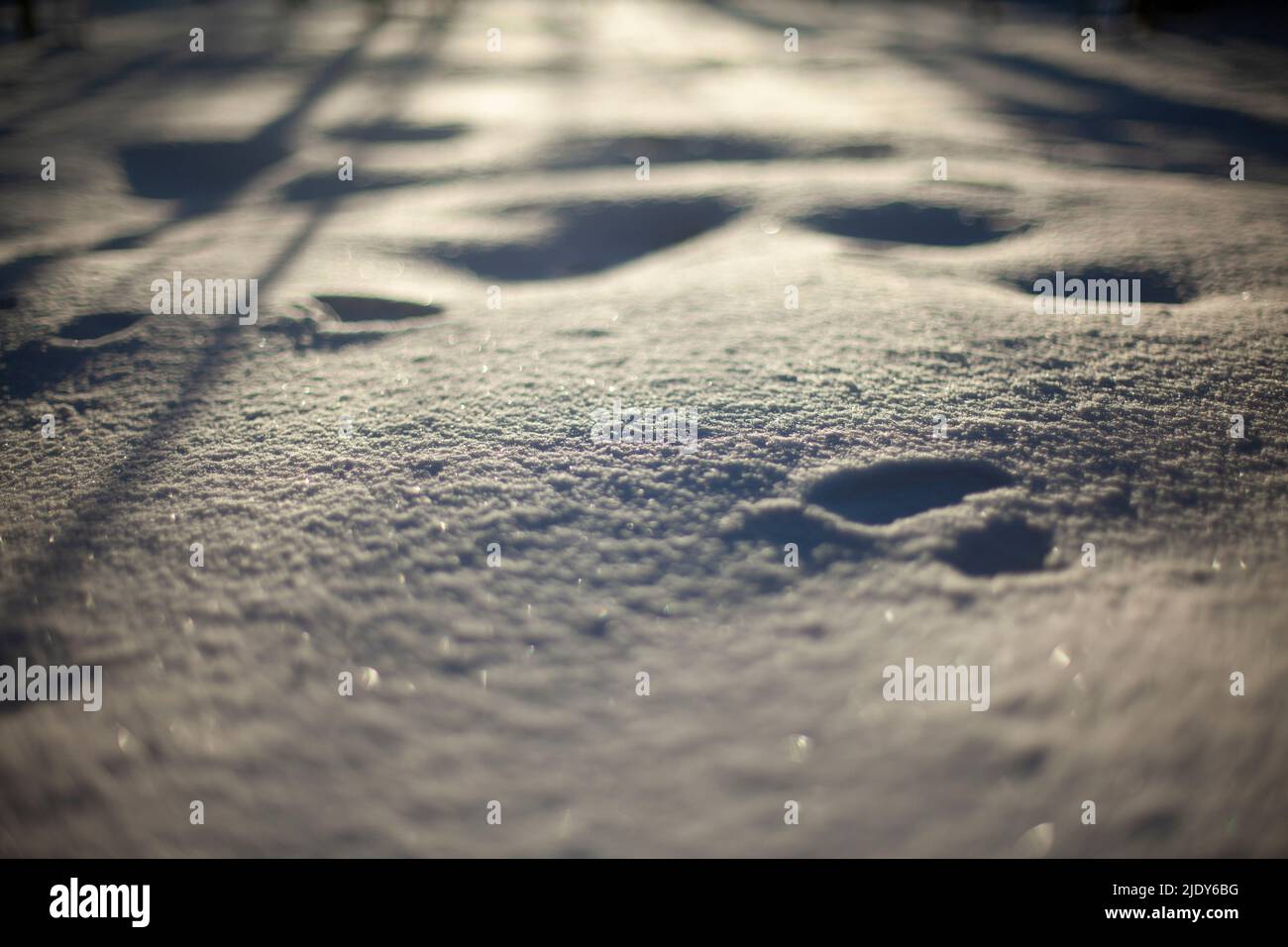 Sun in snow. Fly in woods. Snowdrift texture Stock Photo - Alamy