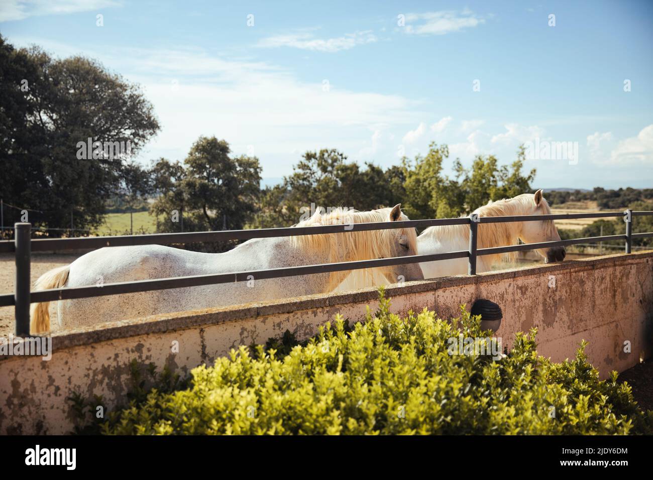 Nice white horses in a ranch during a sunny day Stock Photo - Alamy
