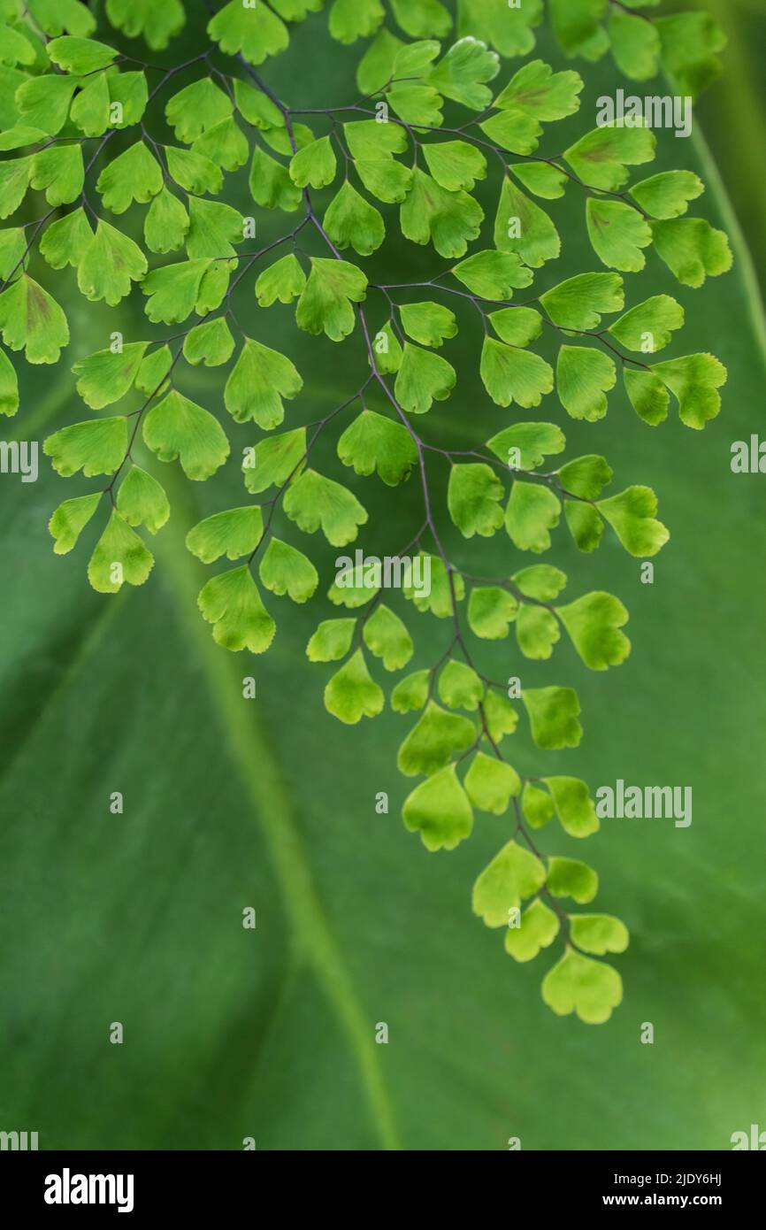 Green leaves of fern adiantum close up Stock Photo - Alamy
