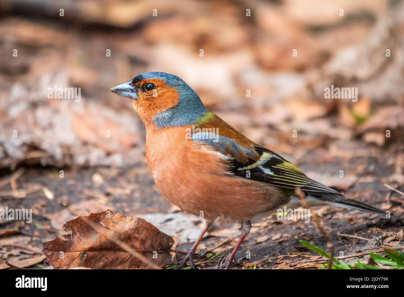 The common chaffinch, Fringilla coelebs, sits on the ground in spring ...