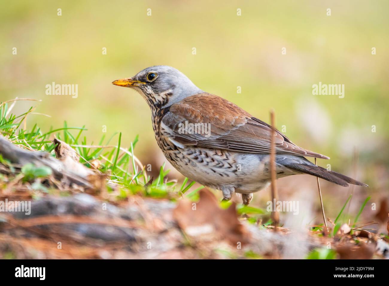 Fieldfare on a spring lawn. Fieldfare, Turdus pilaris. Close-up of ...