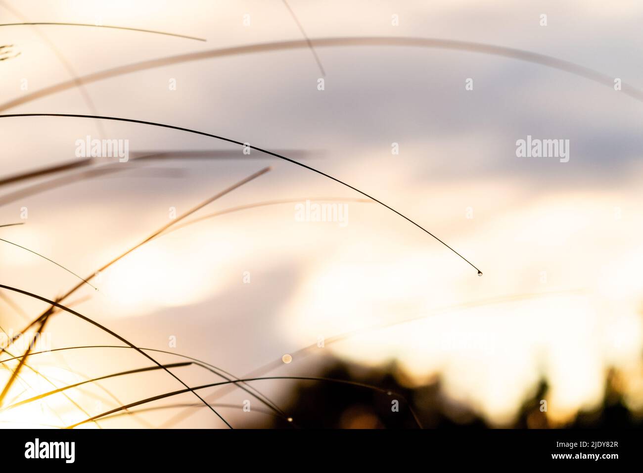 Long slender curved leaf with water drop on tip in silhouette Stock ...