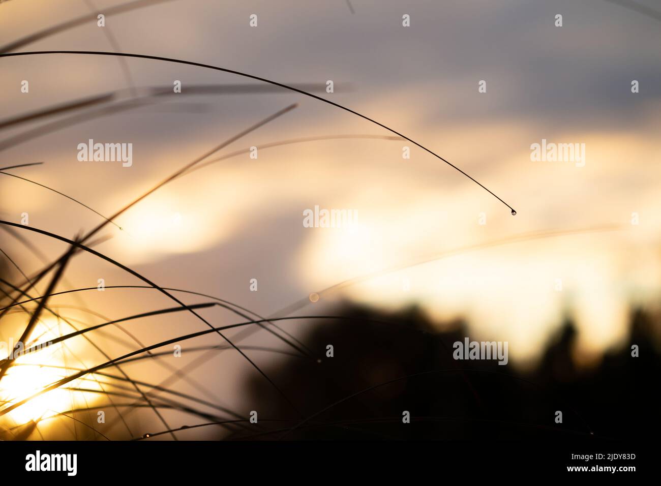 Long slender curved leaf with water drop on tip in silhouette Stock ...