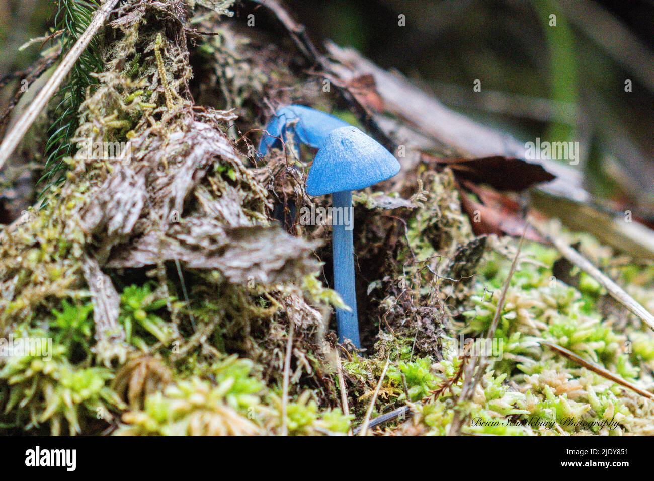 Small bright blue mushroom on new Zealand rainforest floor Stock Photo ...