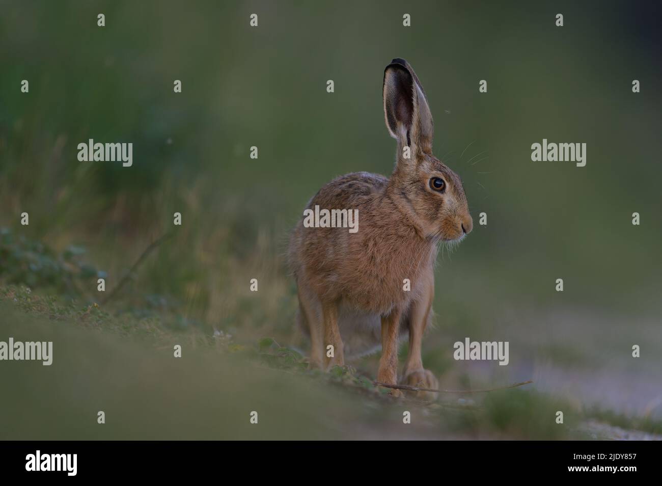 Brown Hare Lepus europaeus sat about on a North Norfolk old runway, UK ...