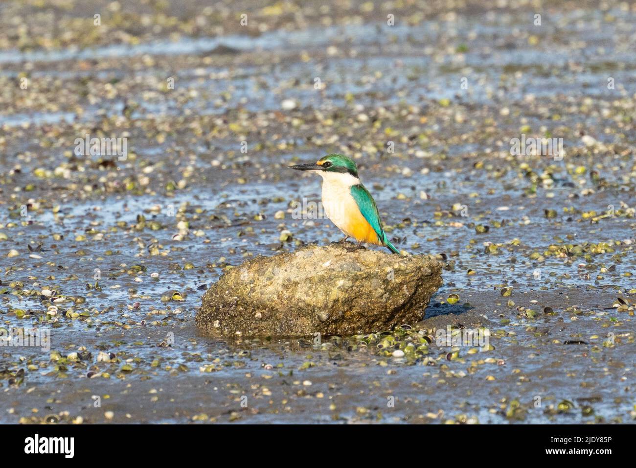 New Zealand kingfisher on rock at low tide on Tauranga harbour Stock ...