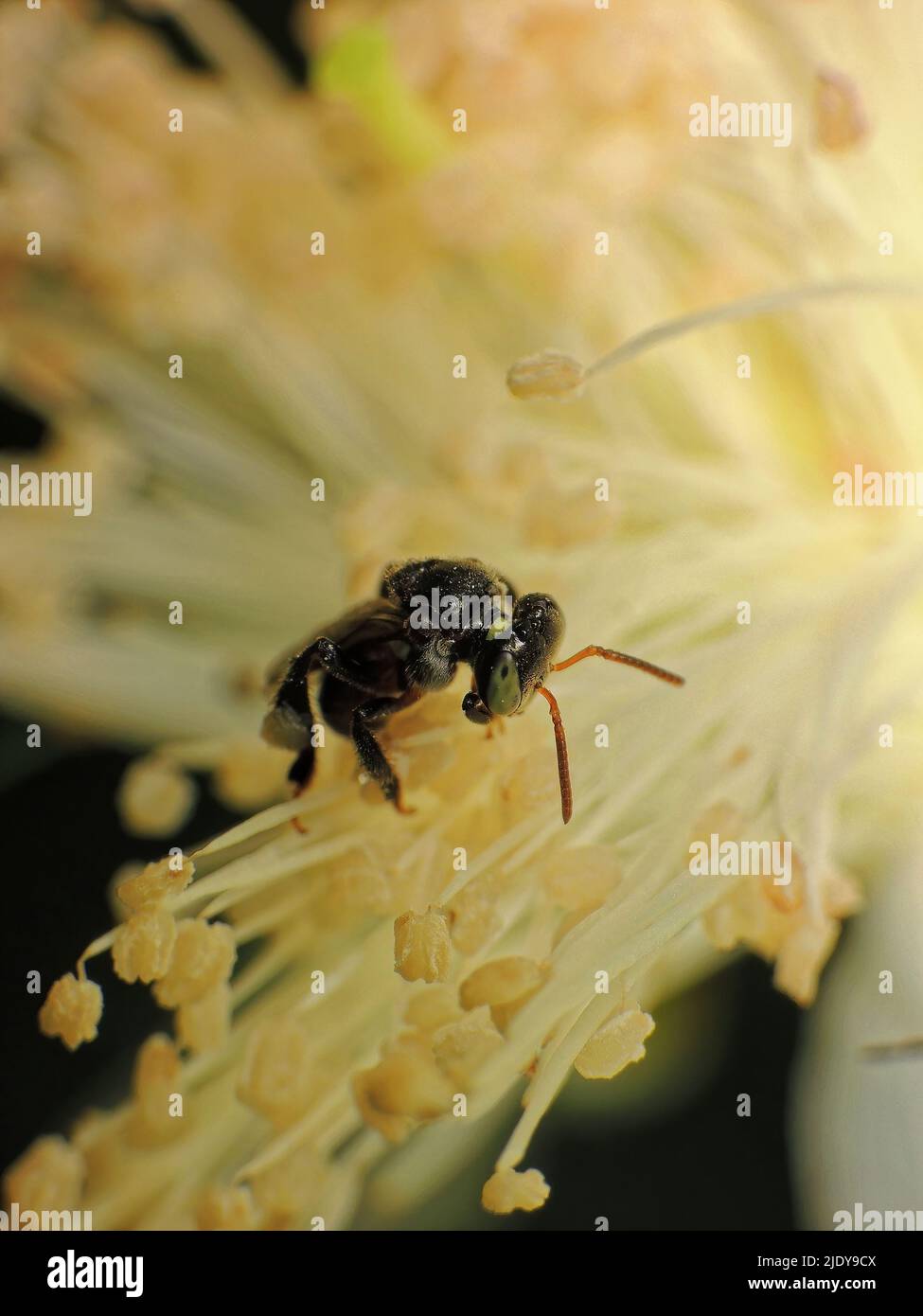 close-up of stingless trigona bee on the flower Stock Photo - Alamy