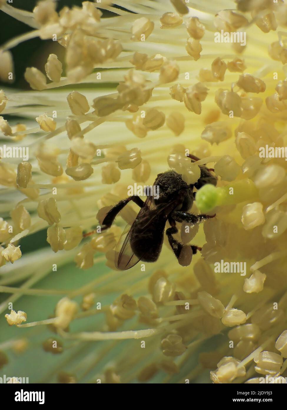 close-up of stingless trigona bee on the flower Stock Photo - Alamy