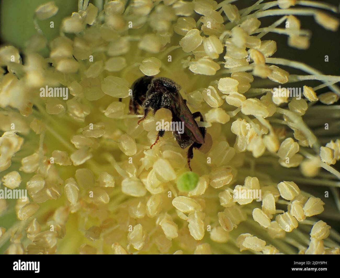 close-up of stingless trigona bee on the flower Stock Photo - Alamy