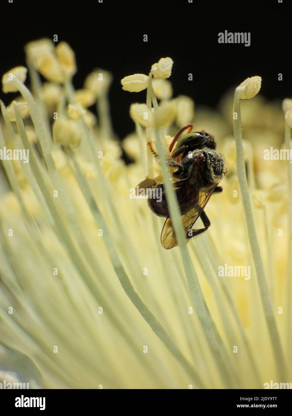 close-up of stingless trigona bee on the flower Stock Photo - Alamy