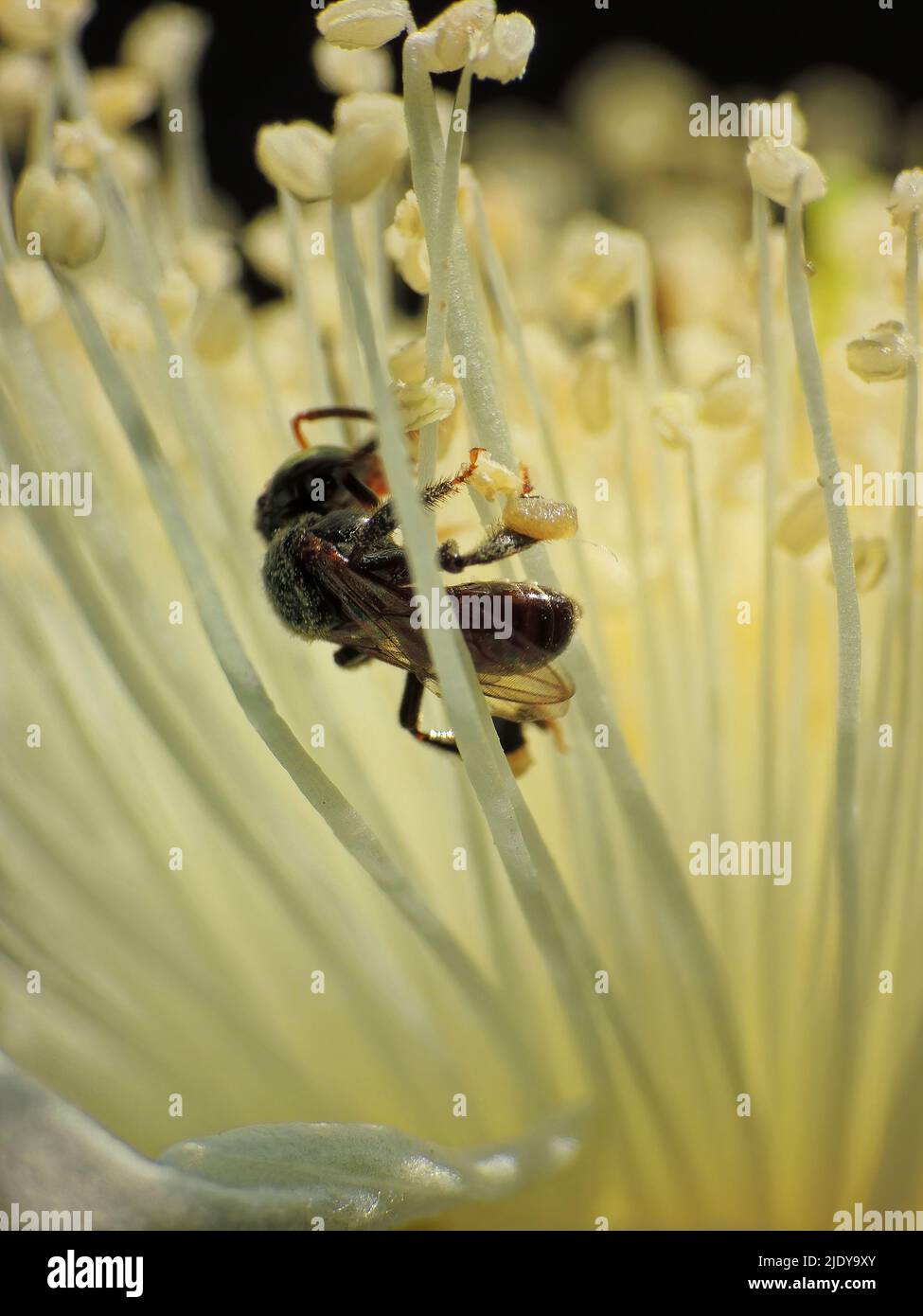 close-up of stingless trigona bee on the flower Stock Photo - Alamy