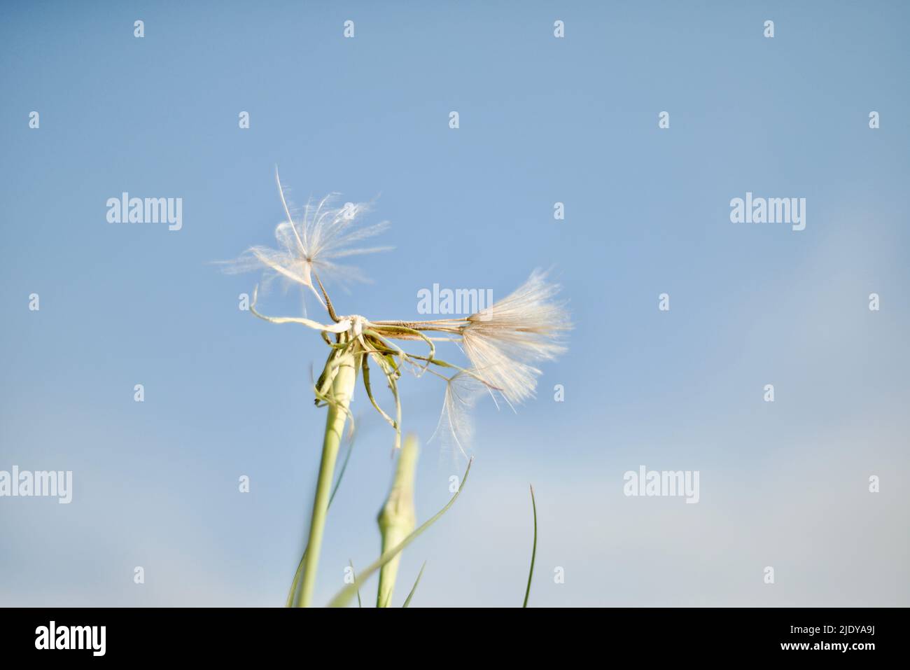 Fragile offspring hi-res stock photography and images - Alamy