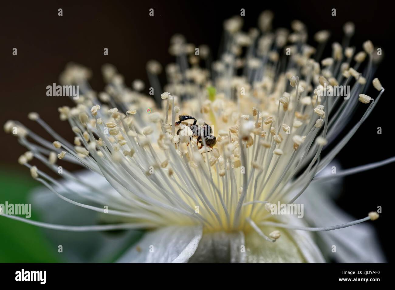 close-up of stingless trigona bee on the flower Stock Photo - Alamy