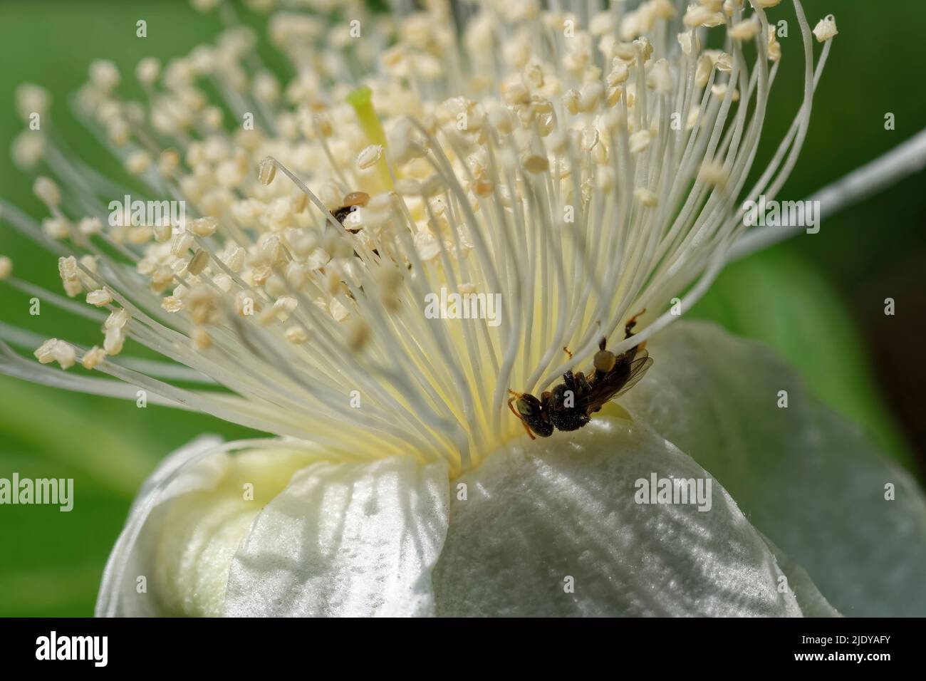 close-up of stingless trigona bee on the flower Stock Photo - Alamy