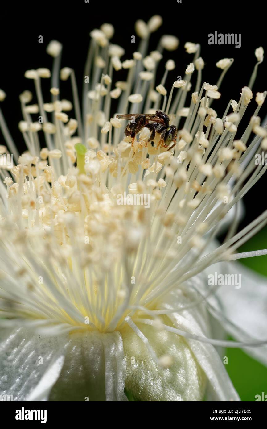 close-up of stingless trigona bee on the flower Stock Photo - Alamy