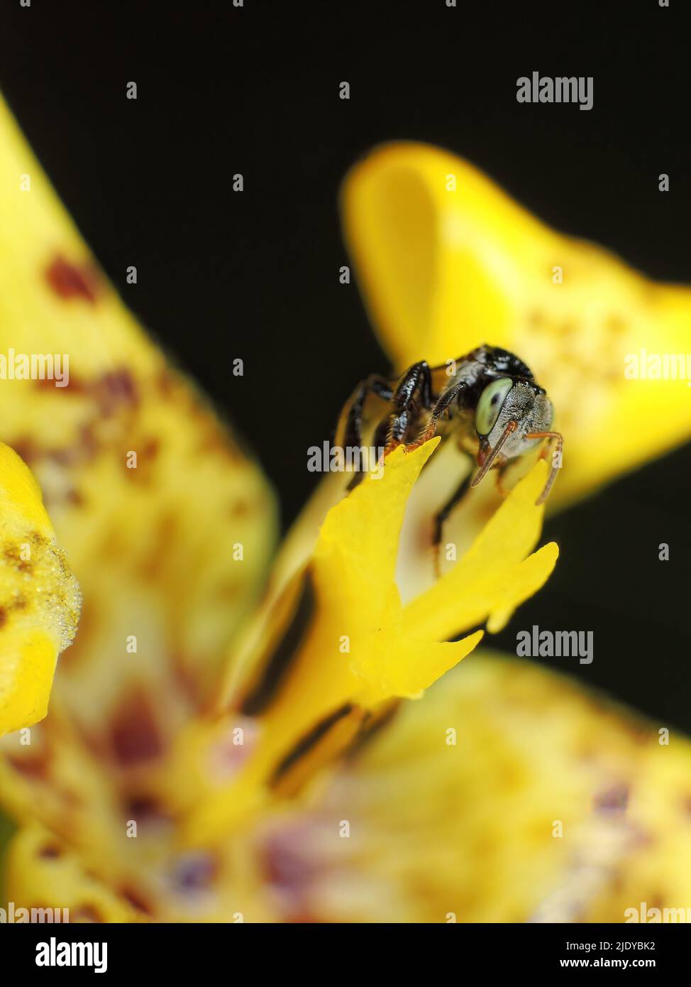 close-up of stingless trigona bee on the flower Stock Photo - Alamy