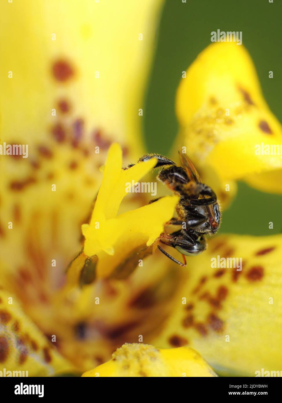 close-up of stingless trigona bee on the flower Stock Photo - Alamy