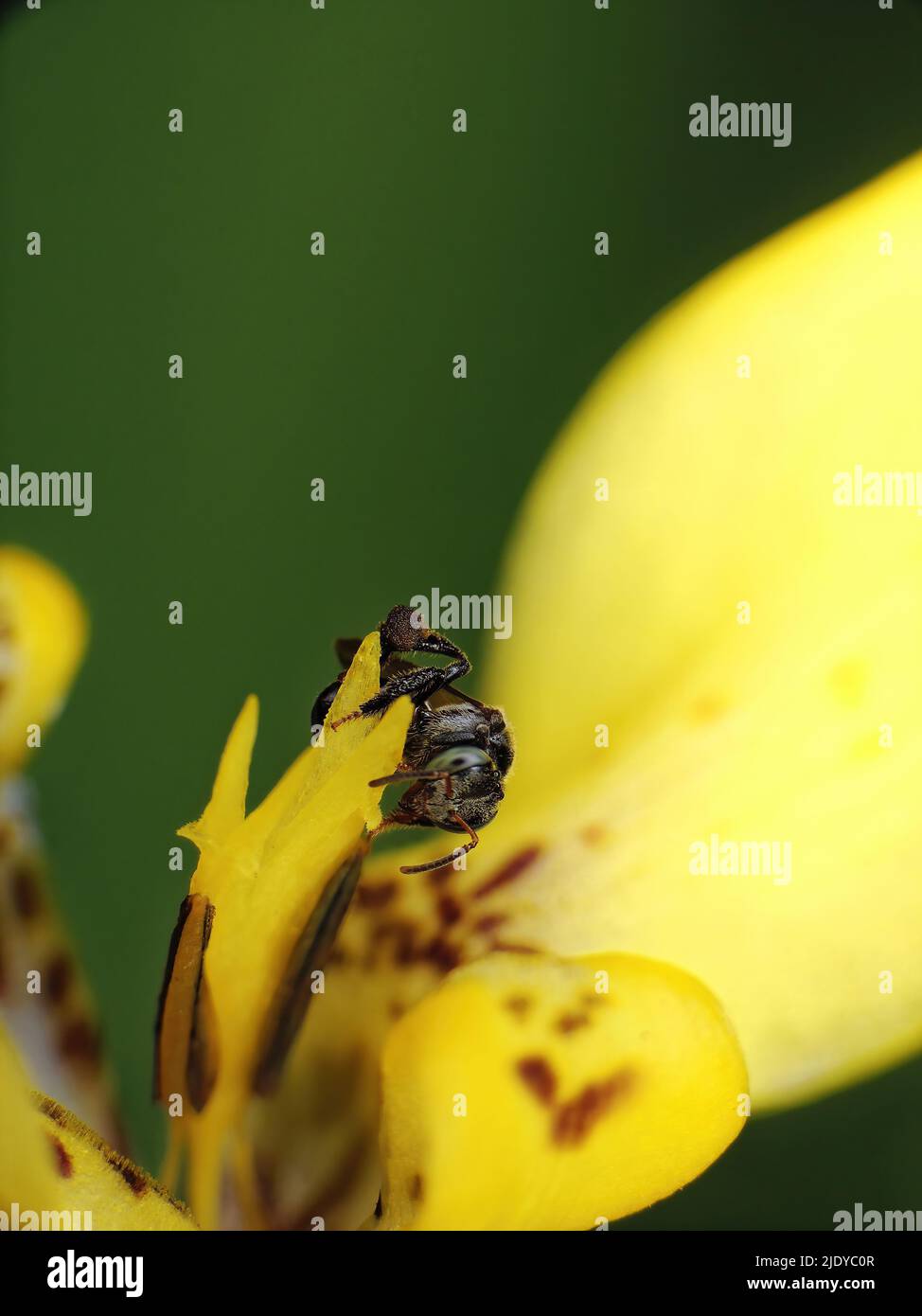 close-up of stingless trigona bee on the flower Stock Photo - Alamy