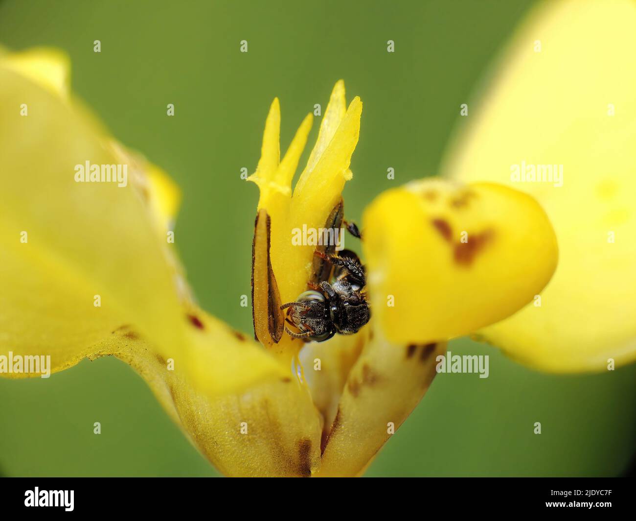 close-up of stingless trigona bee on the flower Stock Photo - Alamy