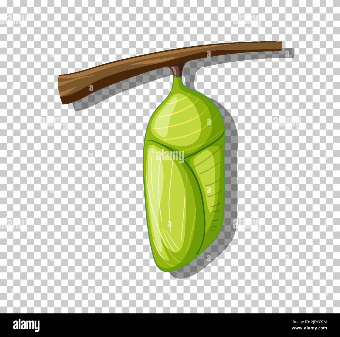 Chrysalis Clipart