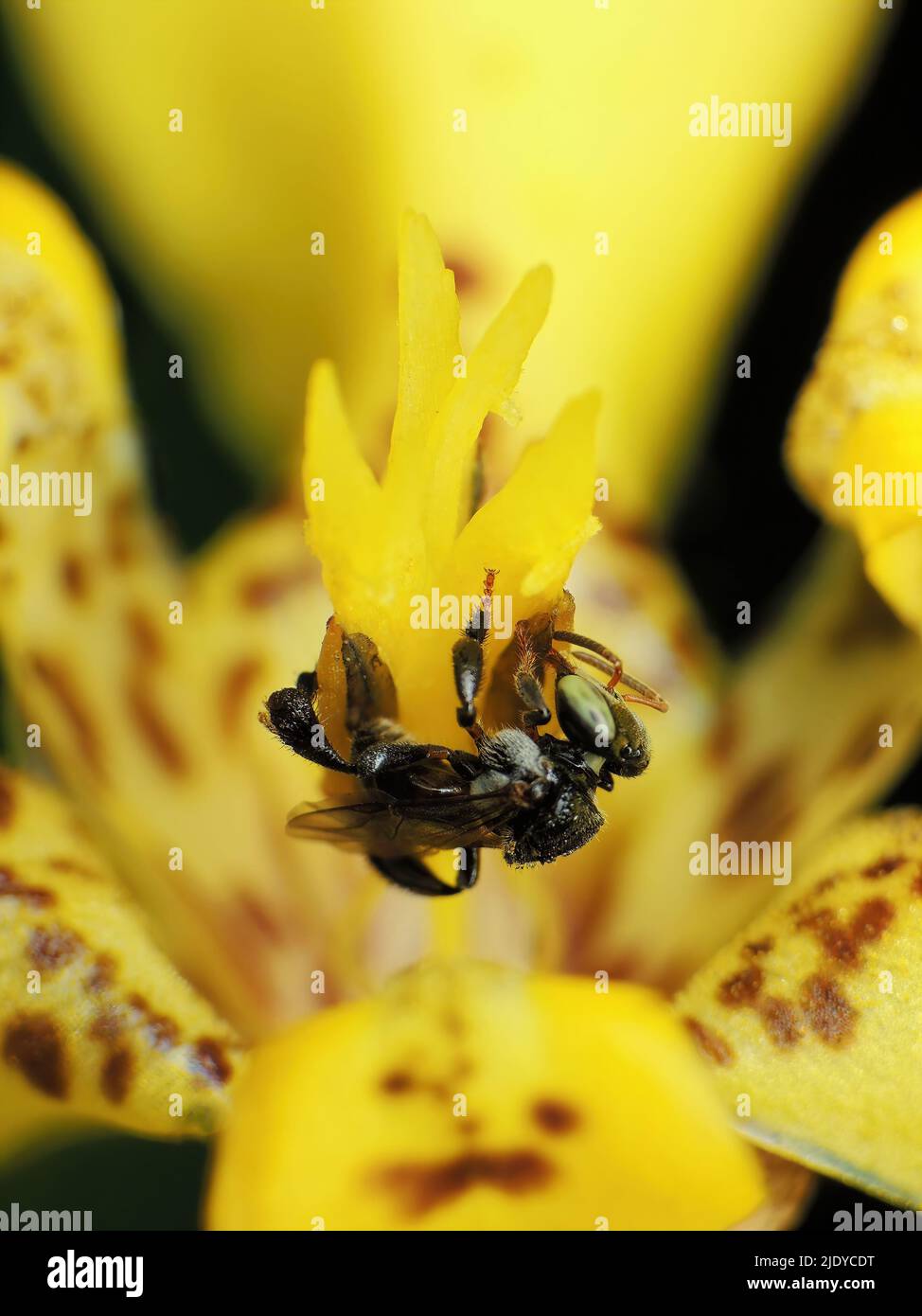 close-up of stingless trigona bee on the flower Stock Photo - Alamy