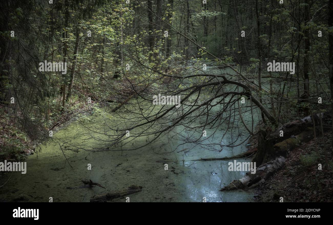 Summer landscape.with swamp and marsh quagmire morass, backwater Stock ...