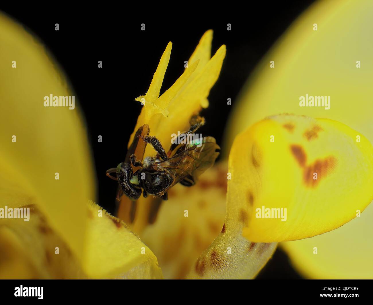 close-up of stingless trigona bee on the flower Stock Photo - Alamy