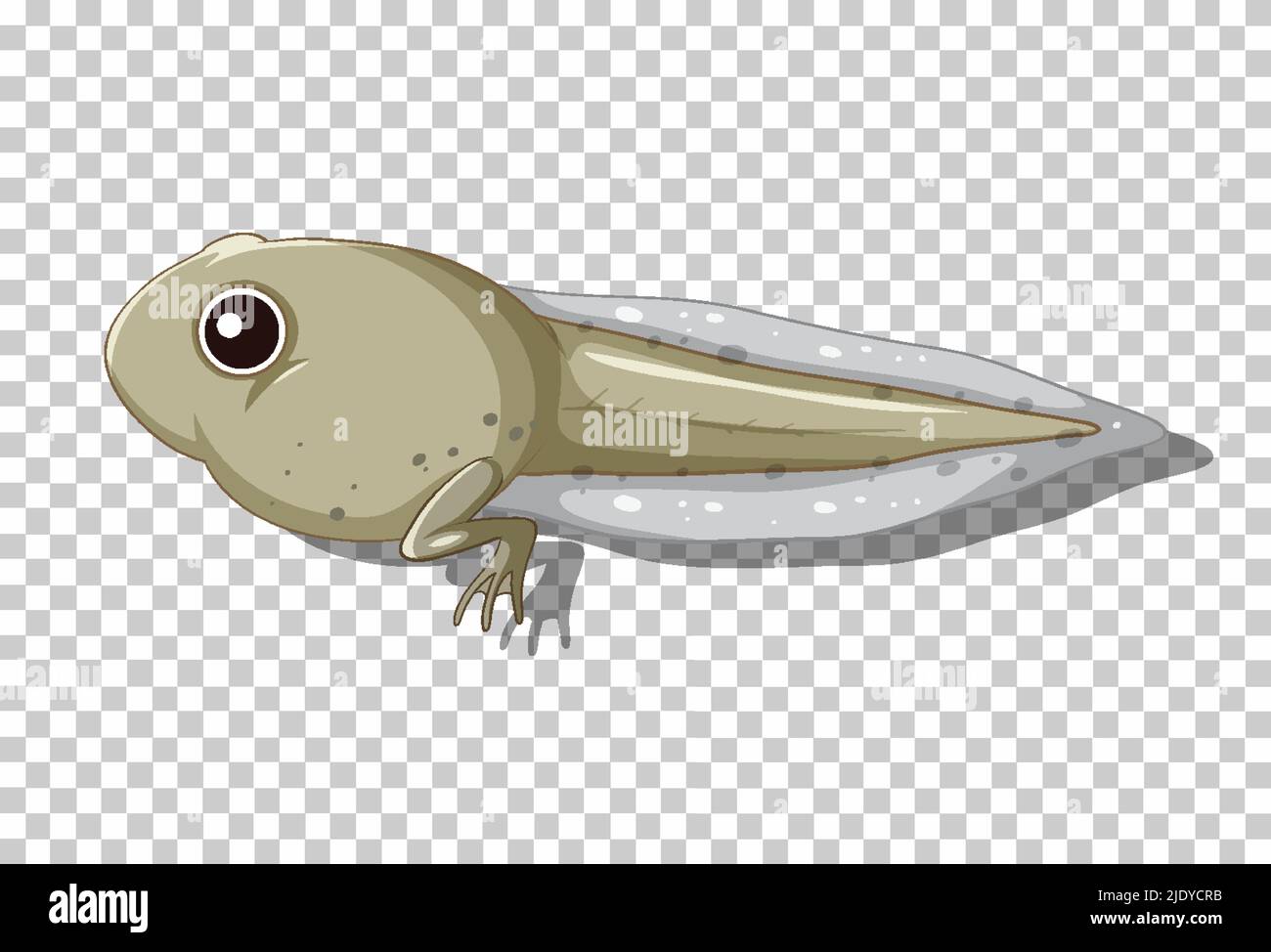 A tadpole in flat cartoon style illustration Stock Vector Image & Art ...