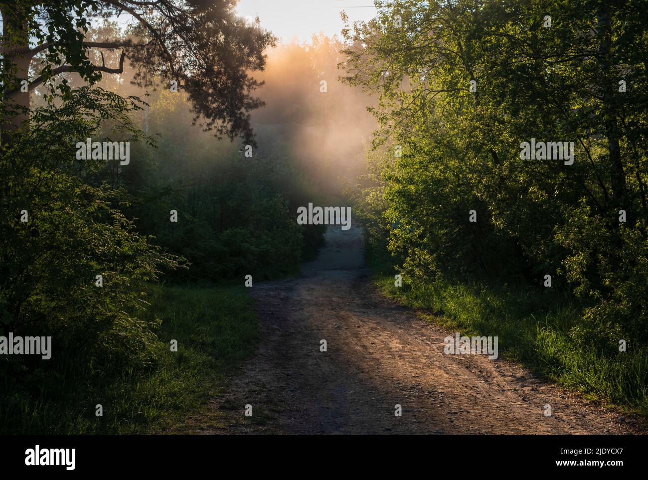 morning dirt road through the summer forest covered in fog and sun rays ...