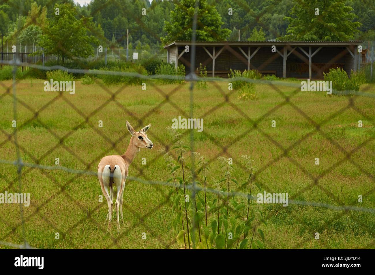 Goitered gazelle. A female gazelle is standing in a meadow Stock Photo ...
