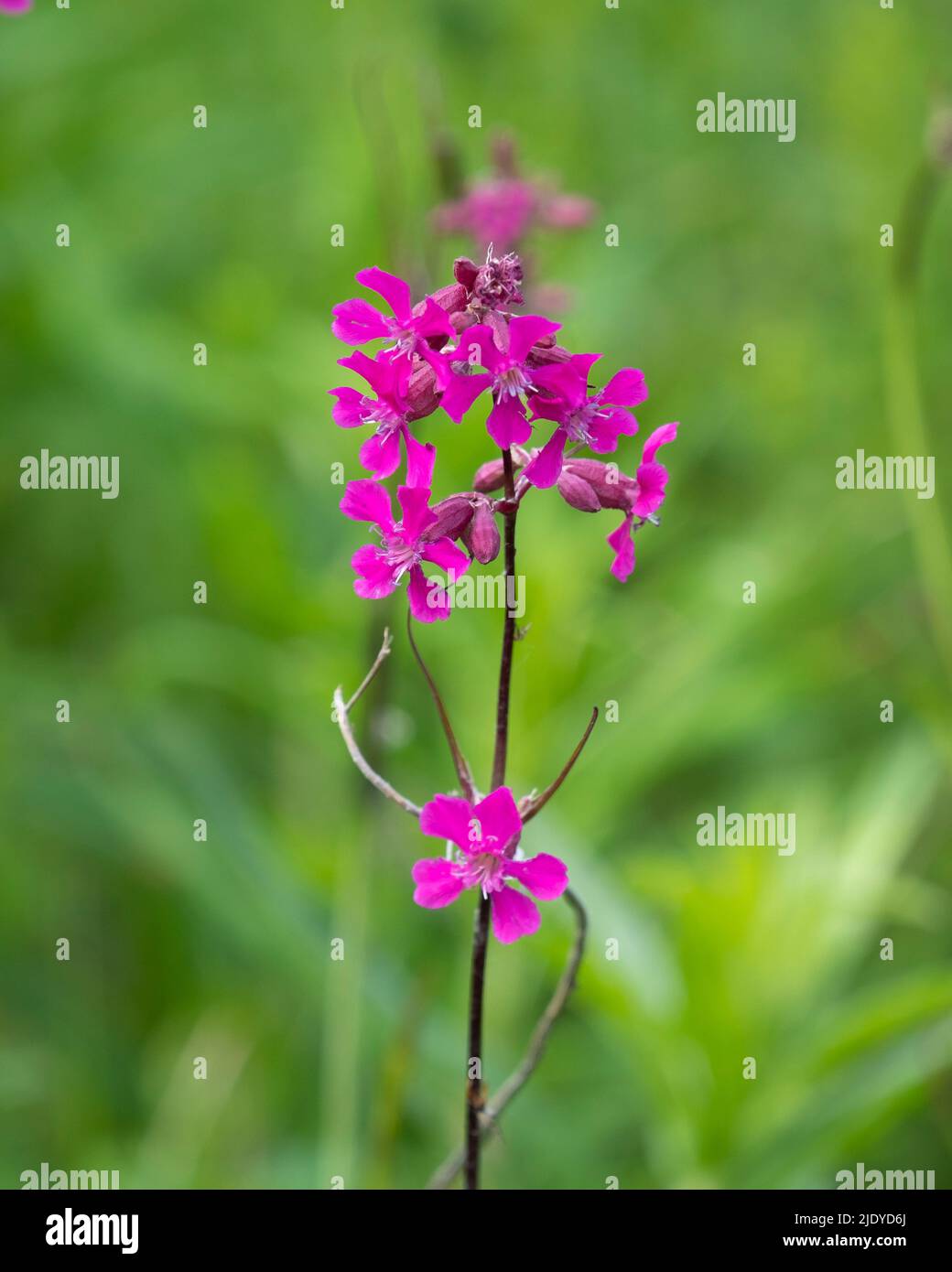 Sticky tar hi-res stock photography and images - Alamy