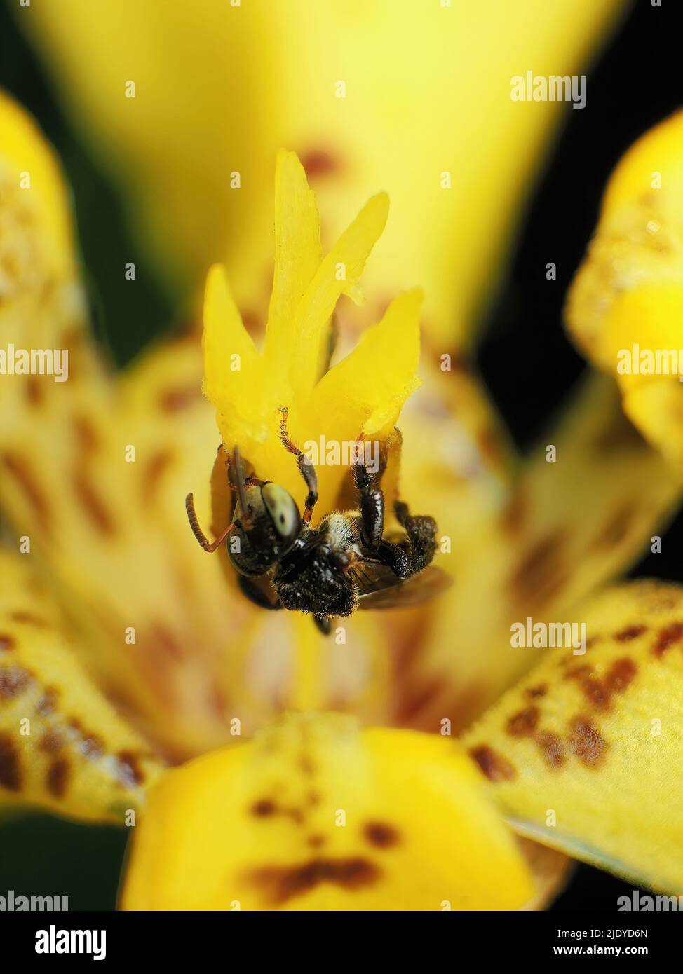 close-up of stingless trigona bee on the flower Stock Photo - Alamy