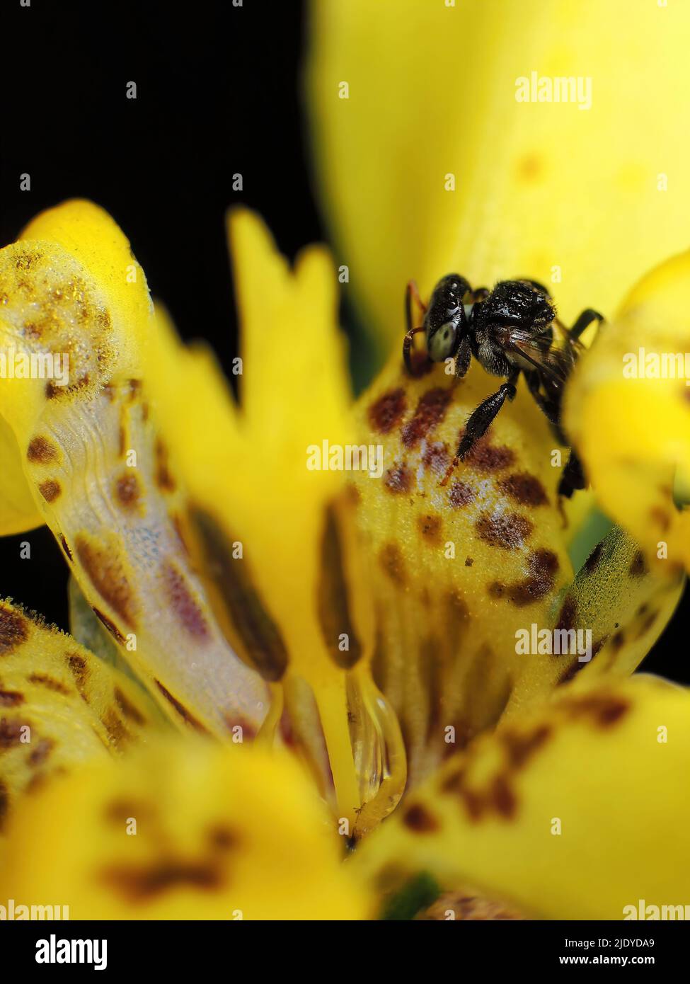 close-up of stingless trigona bee on the flower Stock Photo - Alamy