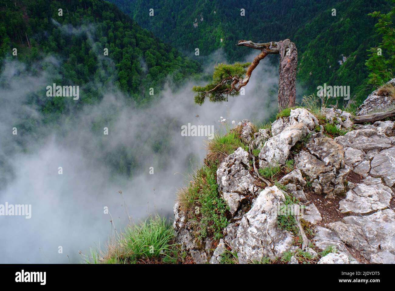 Sokolica peak in the north-eastern part of the Central Pieniny ...