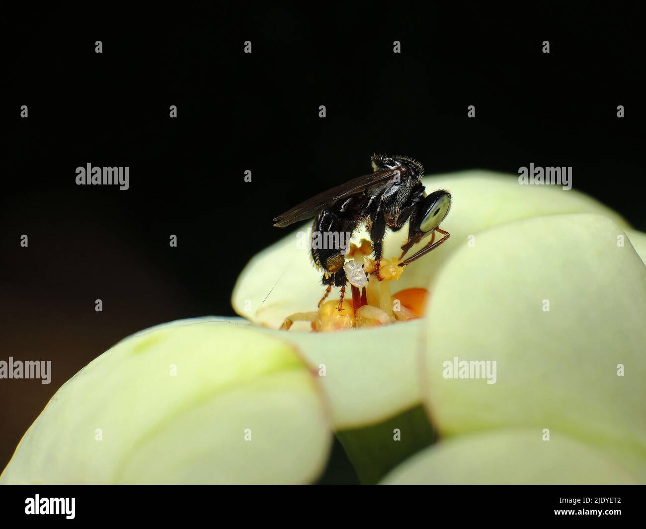 close-up of stingless trigona bee on the flower Stock Photo - Alamy