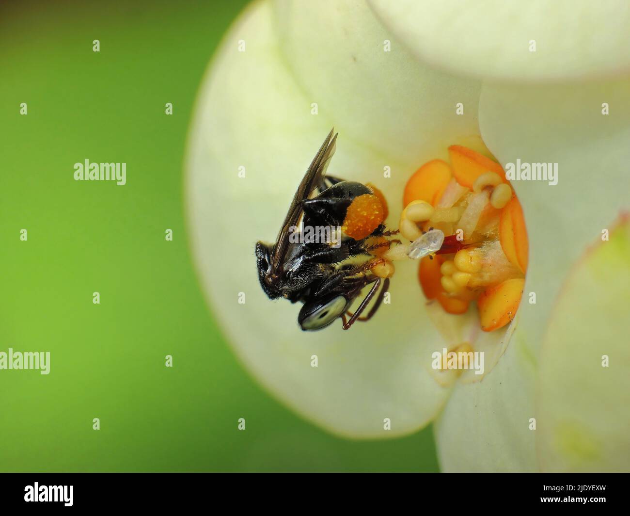 close-up of stingless trigona bee on the flower Stock Photo - Alamy