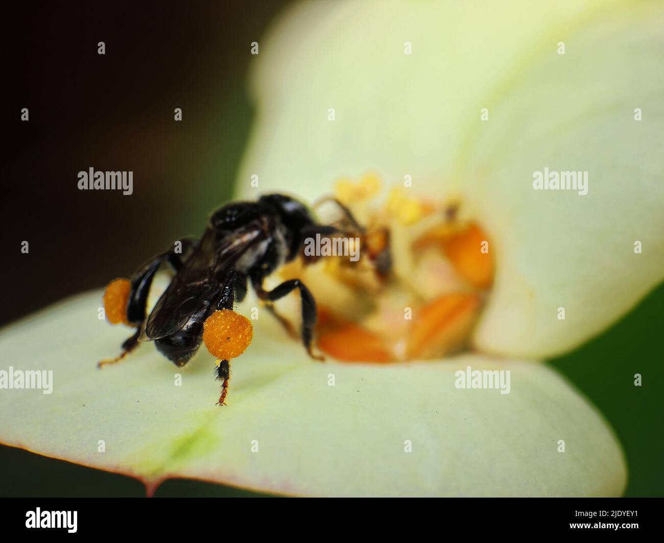 Stingless bee on flower hi-res stock photography and images - Alamy