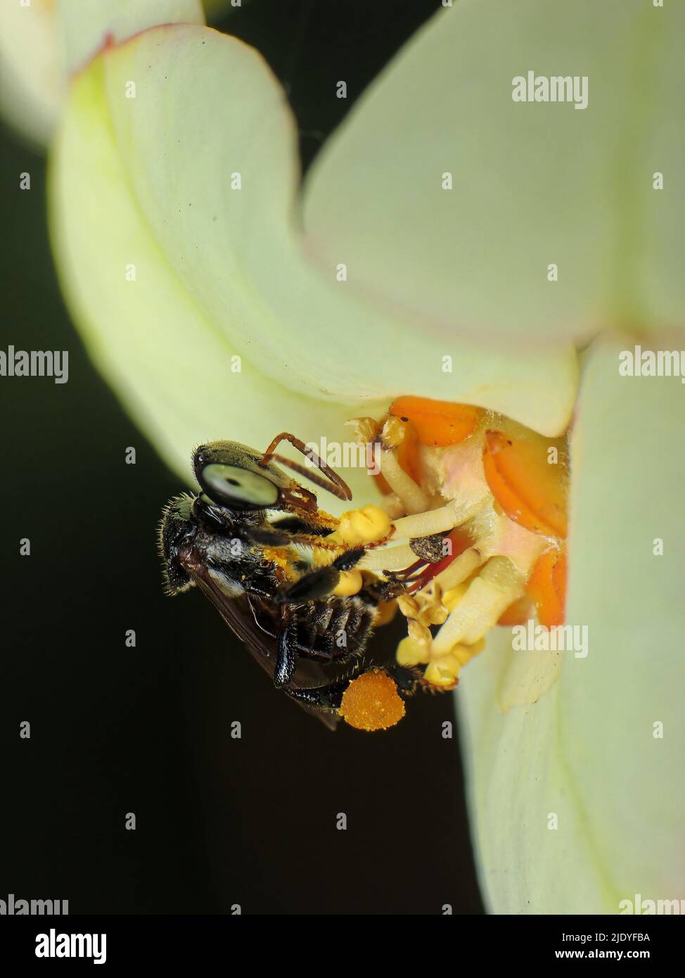 close-up of stingless trigona bee on the flower Stock Photo - Alamy
