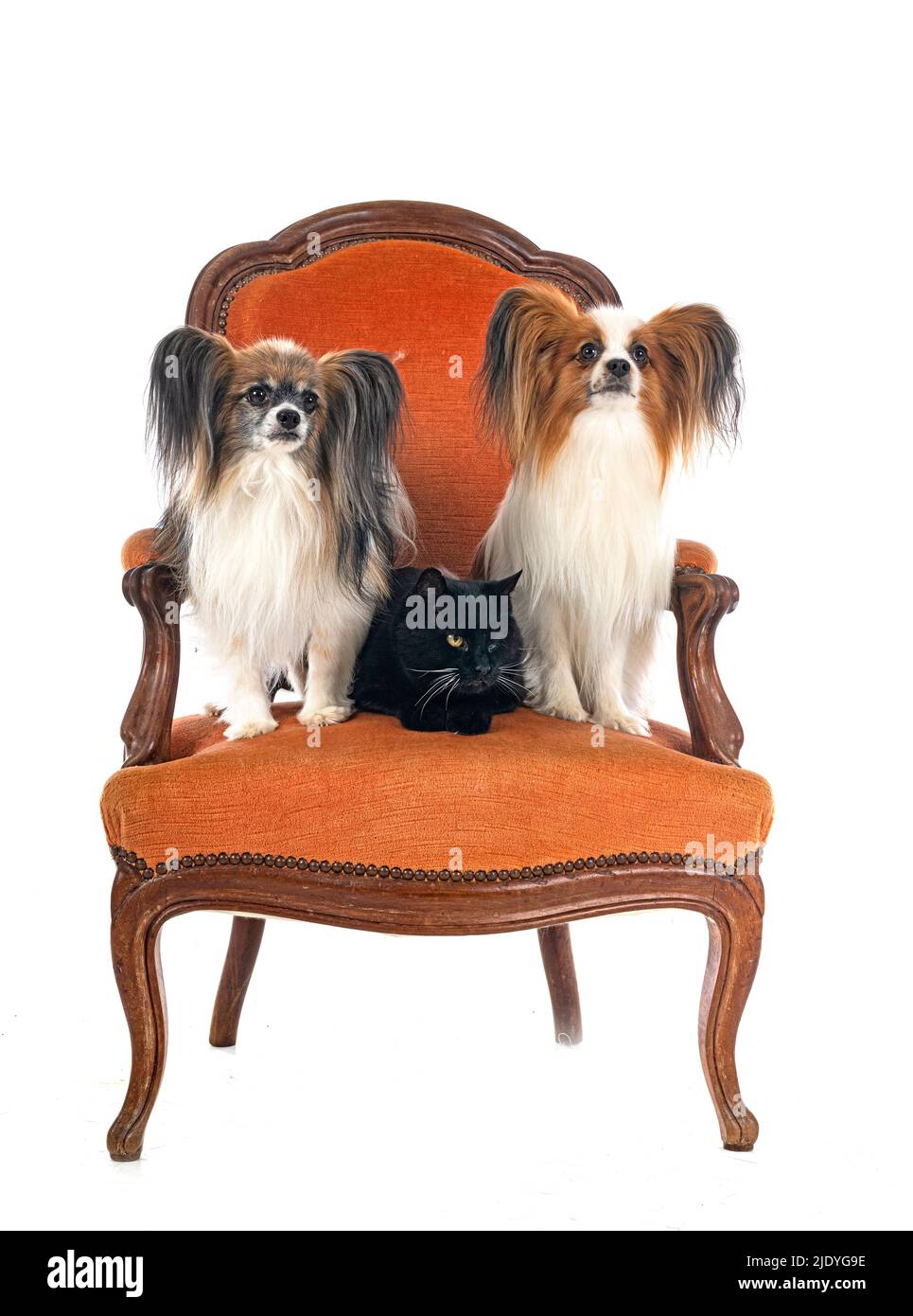 papillon dogs and cat in front of white background Stock Photo - Alamy