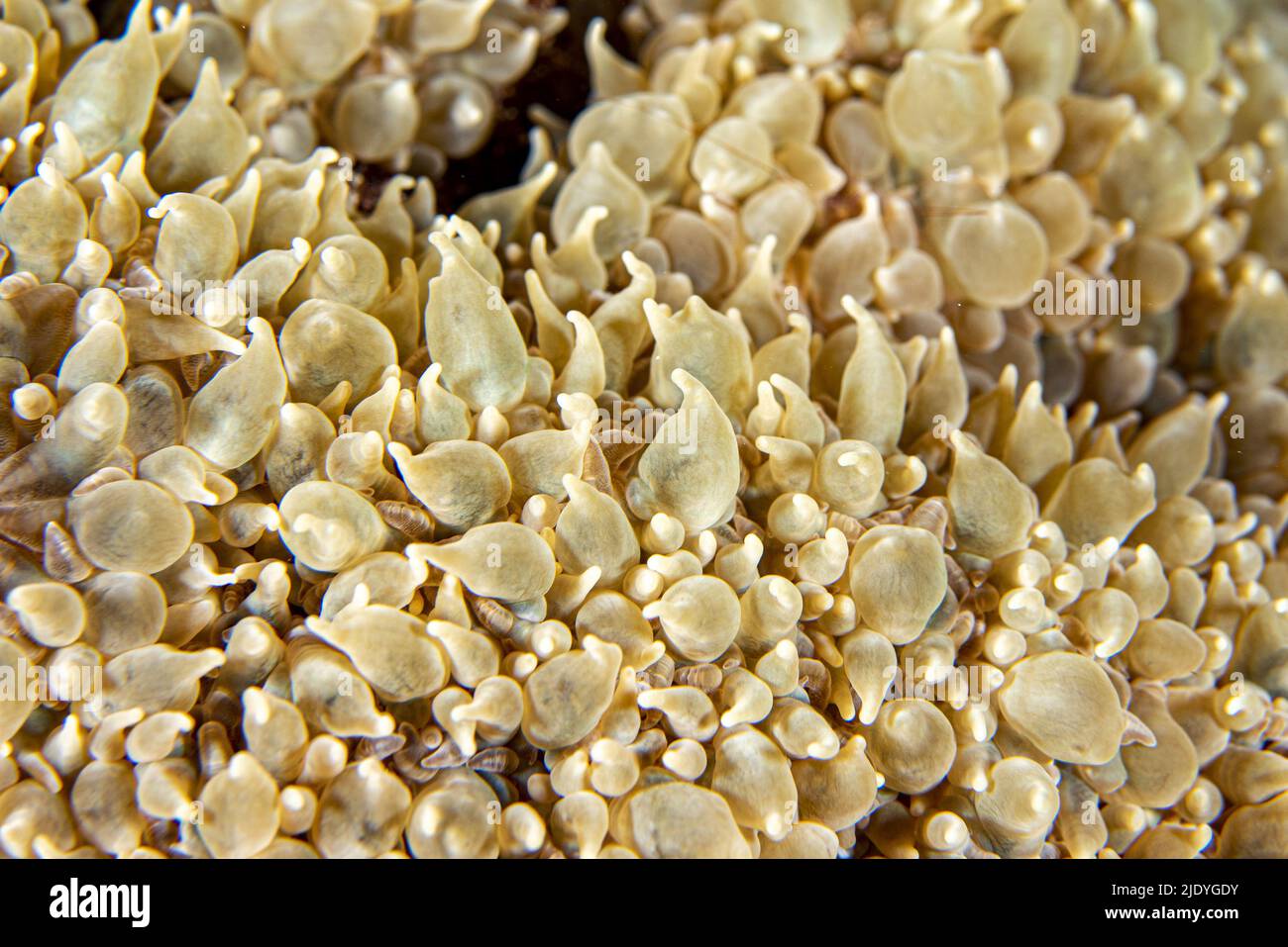 Hard coral polyps macro detail while diving maldives indian ocean Stock ...