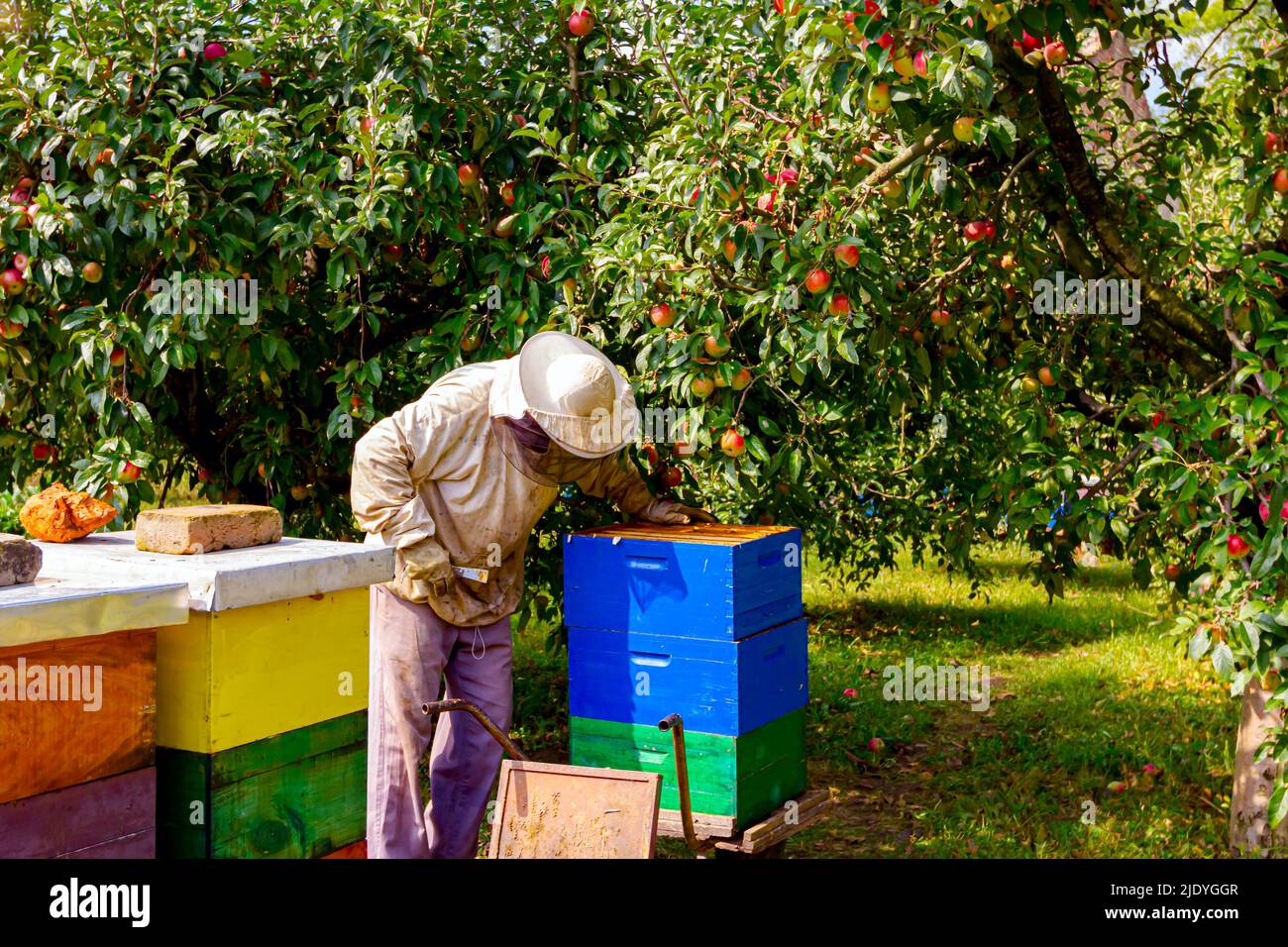 Beekeeper is taking out the honeycomb on wooden frame to control ...