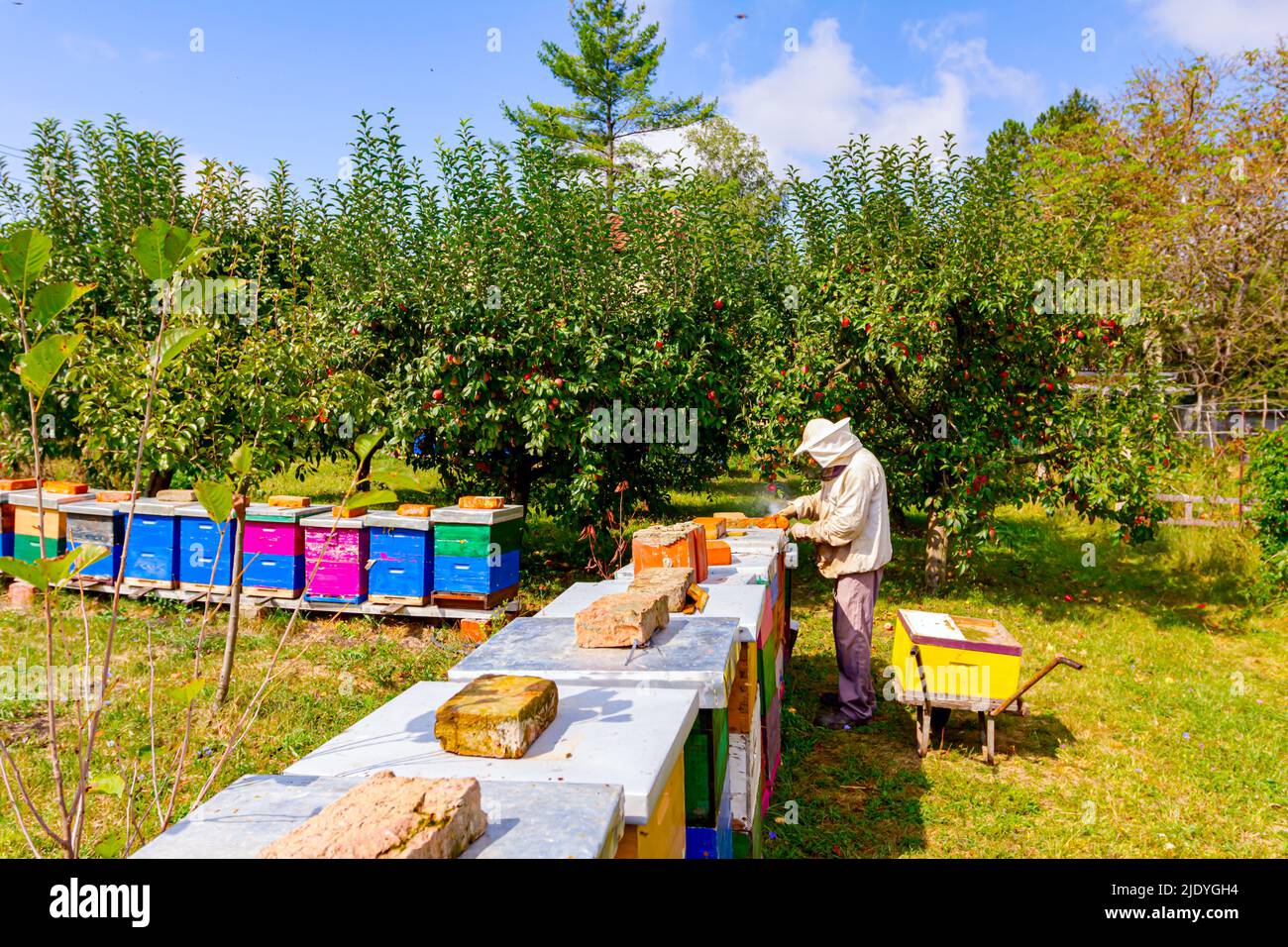 Beekeeper is taking out the honeycomb on wooden frame to control ...