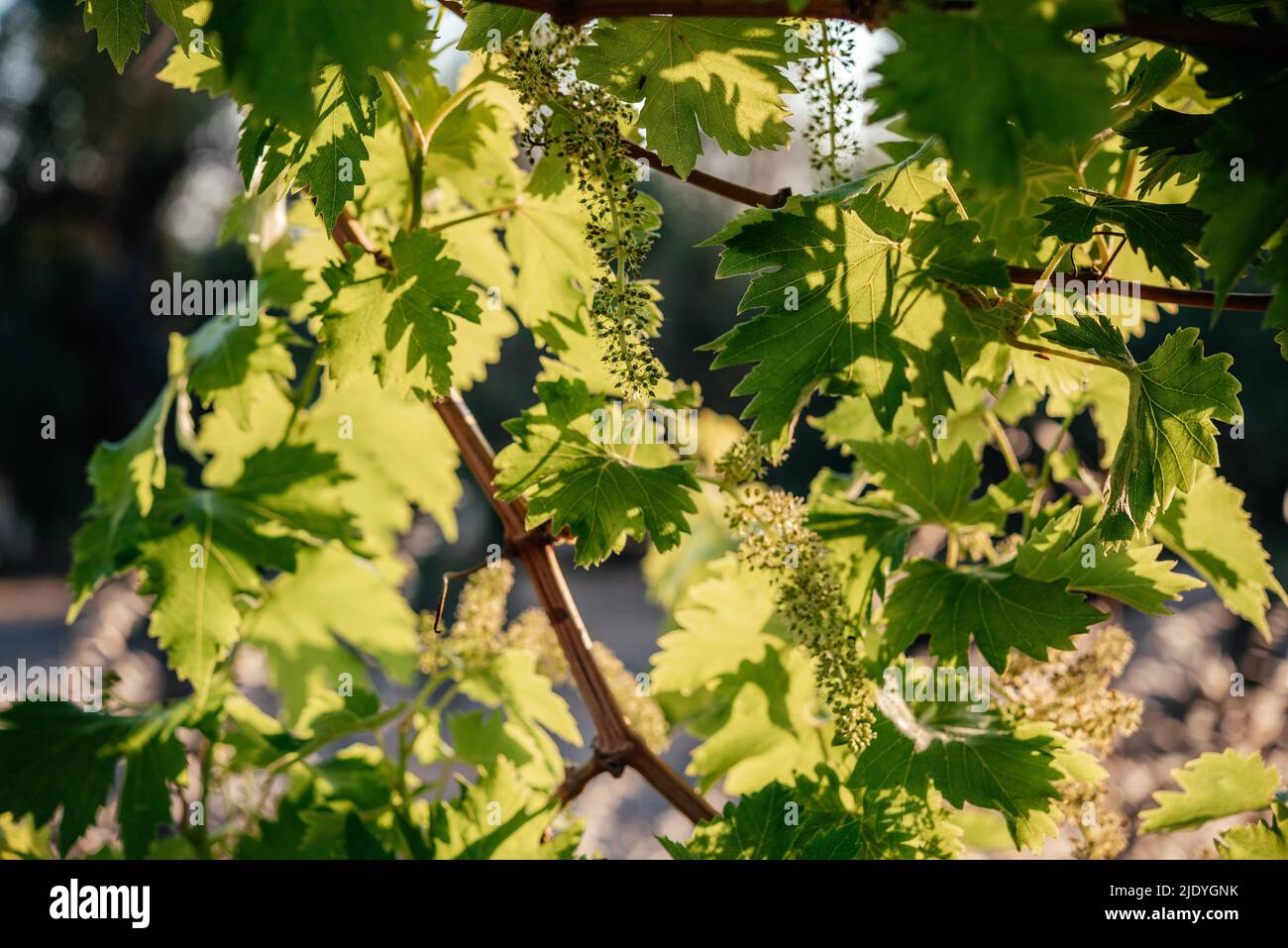 Young blooming cluster of grapes on the grape vine on vineyard against ...