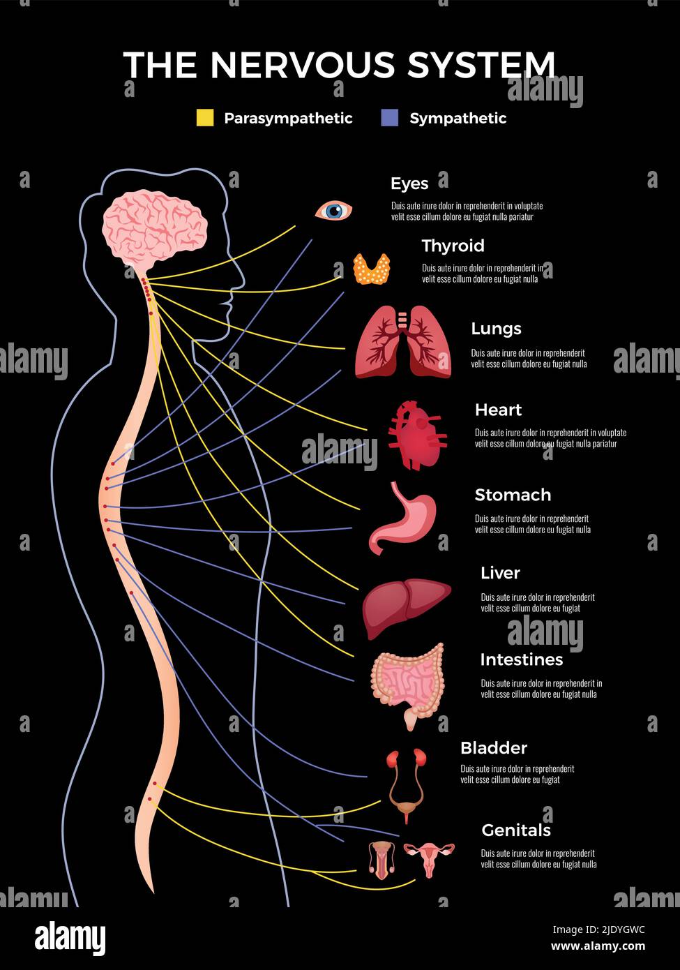 Neurology infographics composition with human shape and drawn images of ...