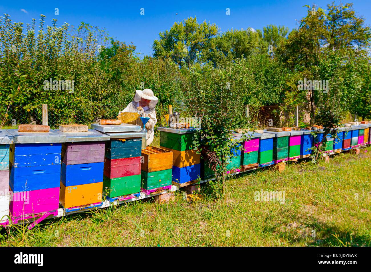 Beekeeper is having activity in his apiary, pouring sugar and water ...