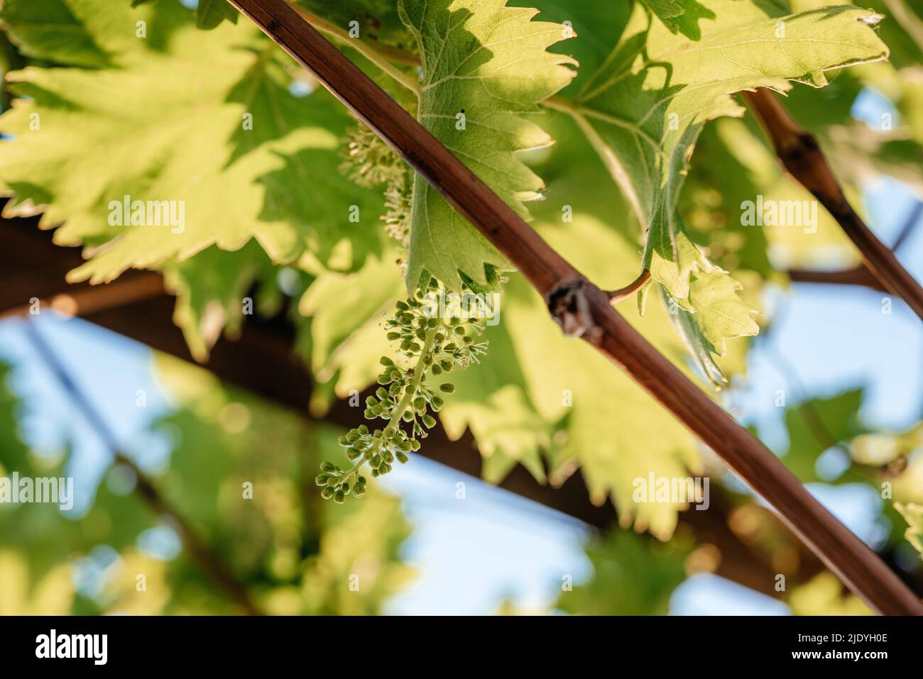 Young blooming cluster of grapes on the grape vine on vineyard backlit ...
