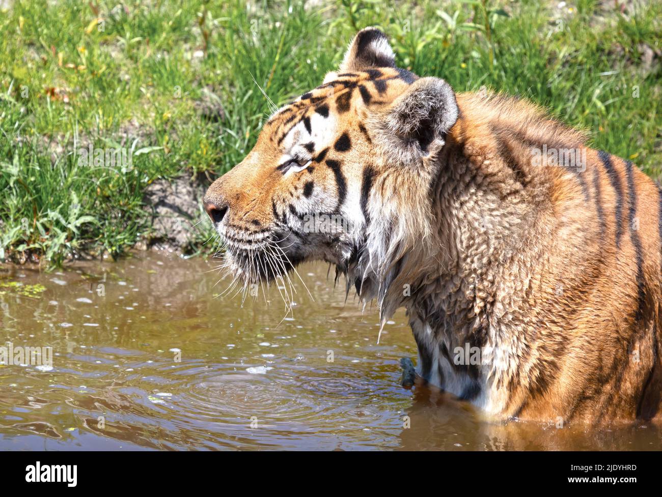 Tiger and trees coloring hi-res stock photography and images - Alamy